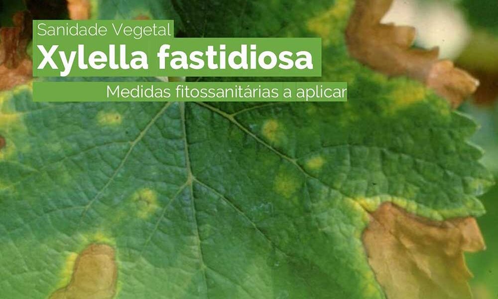 Alargada zona demarcada para Xylella fastidiosa em Bougado devido a novo foco em Santo Tirso - O ...
